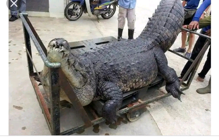Monster Looking Crocodile Caught On the Street of Panama - TOKTOK9JA MEDIA